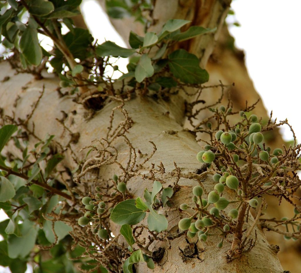 Zacchaeus and the Sycamore - Israel Institute of Biblical Studies