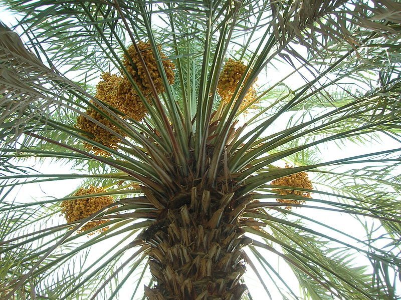 Was Palm Sunday actually Sukkot? - Israel Institute of Biblical Studies